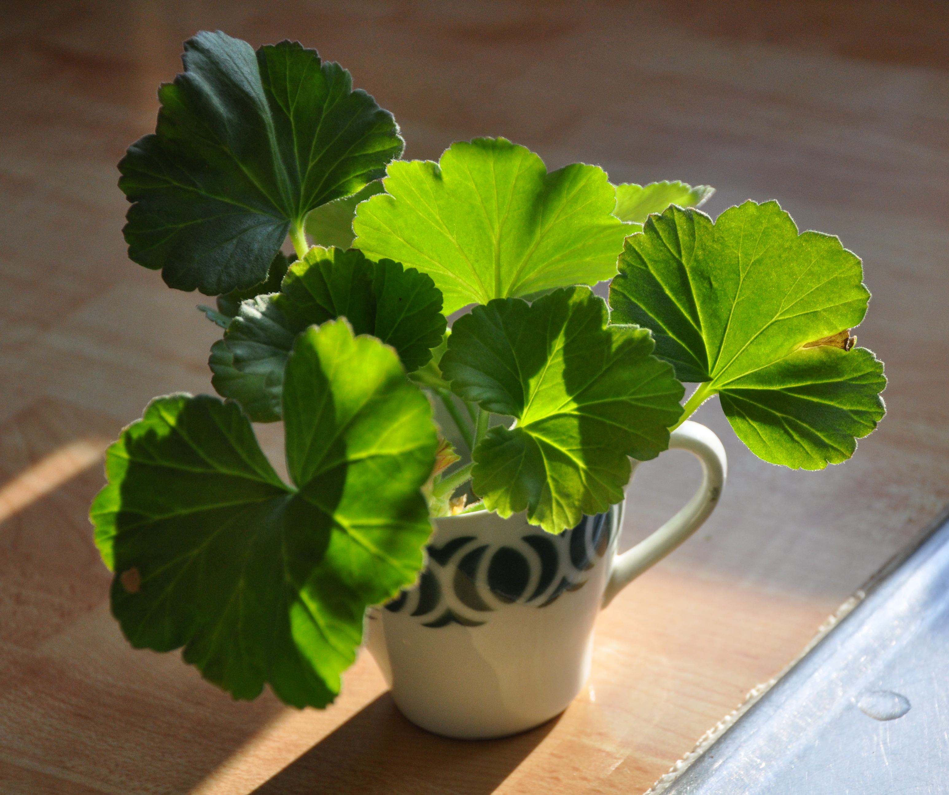 Pelargonstickling – Greenspire Trädgårdskonsult