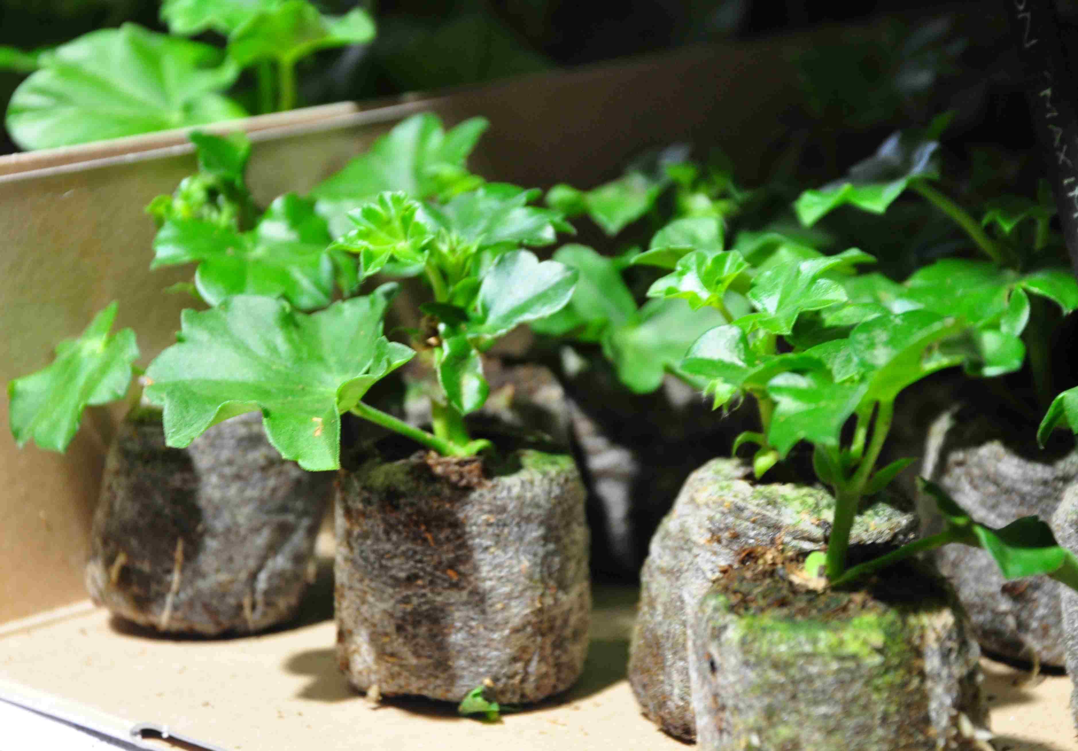 pelargonsticklingar – Greenspire Trädgårdskonsult