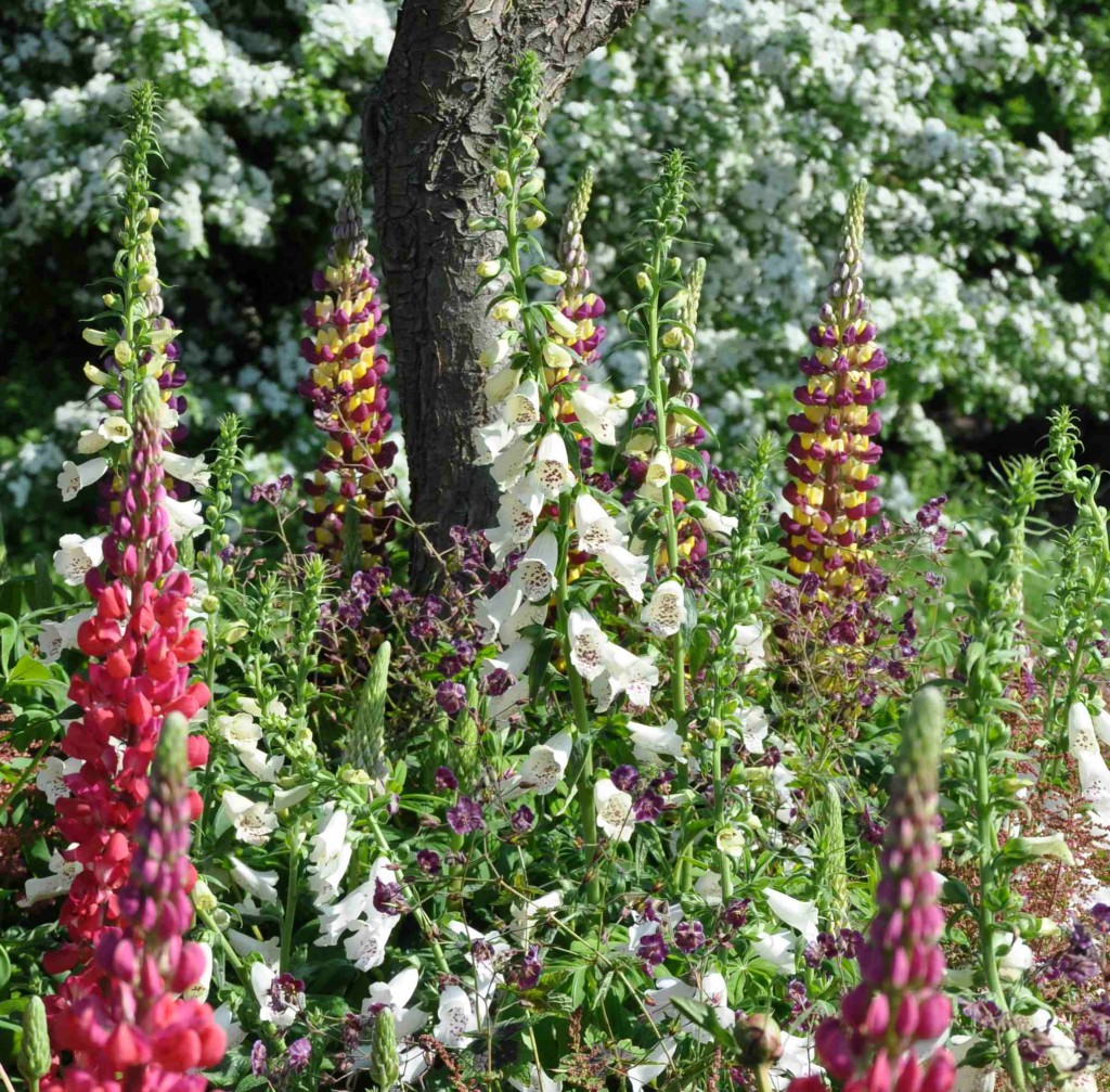 lupin o digitalis – Greenspire Trädgårdskonsult