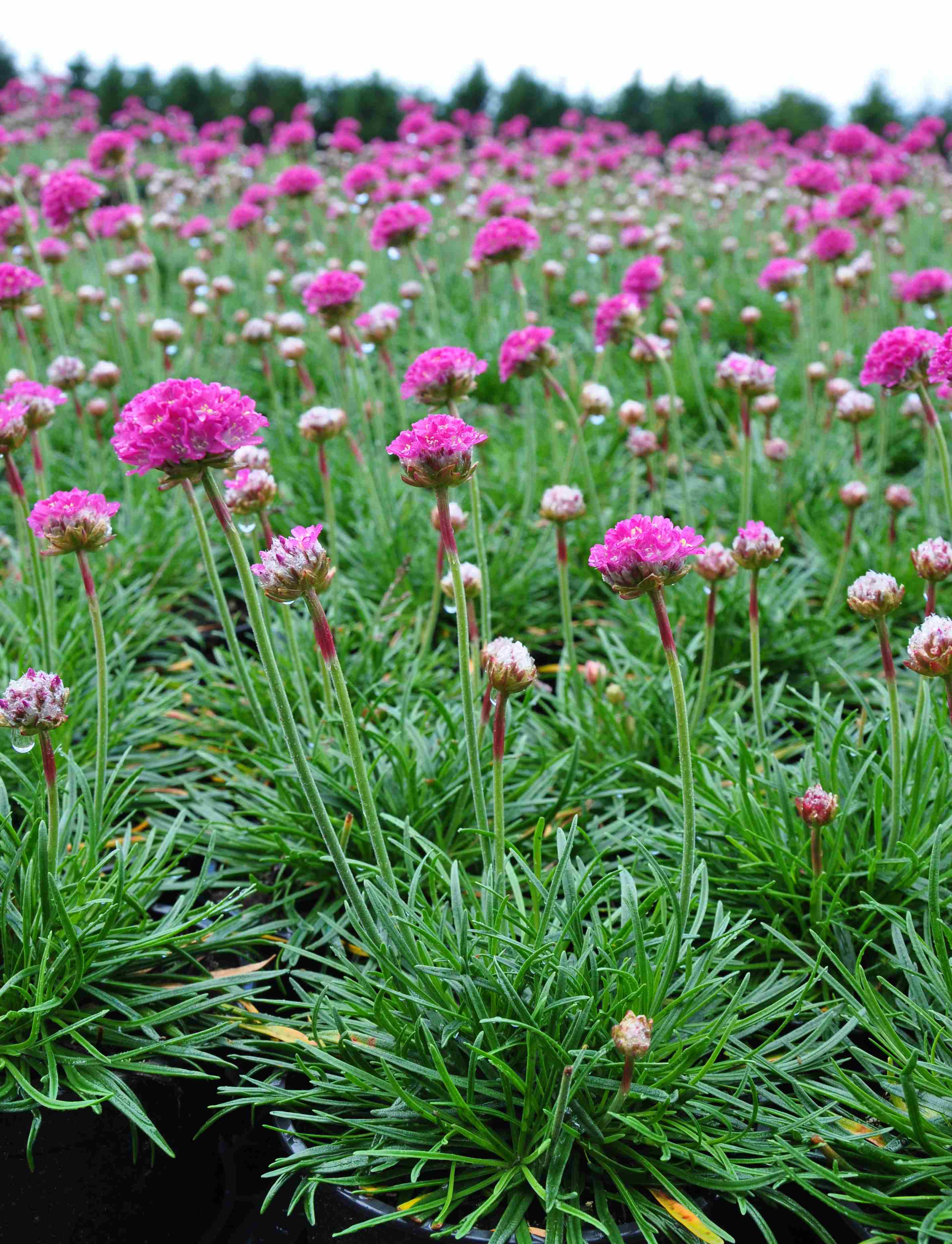 Armeria maritima ’Düsseldorfer Stolz’ – Greenspire Trädgårdskonsult