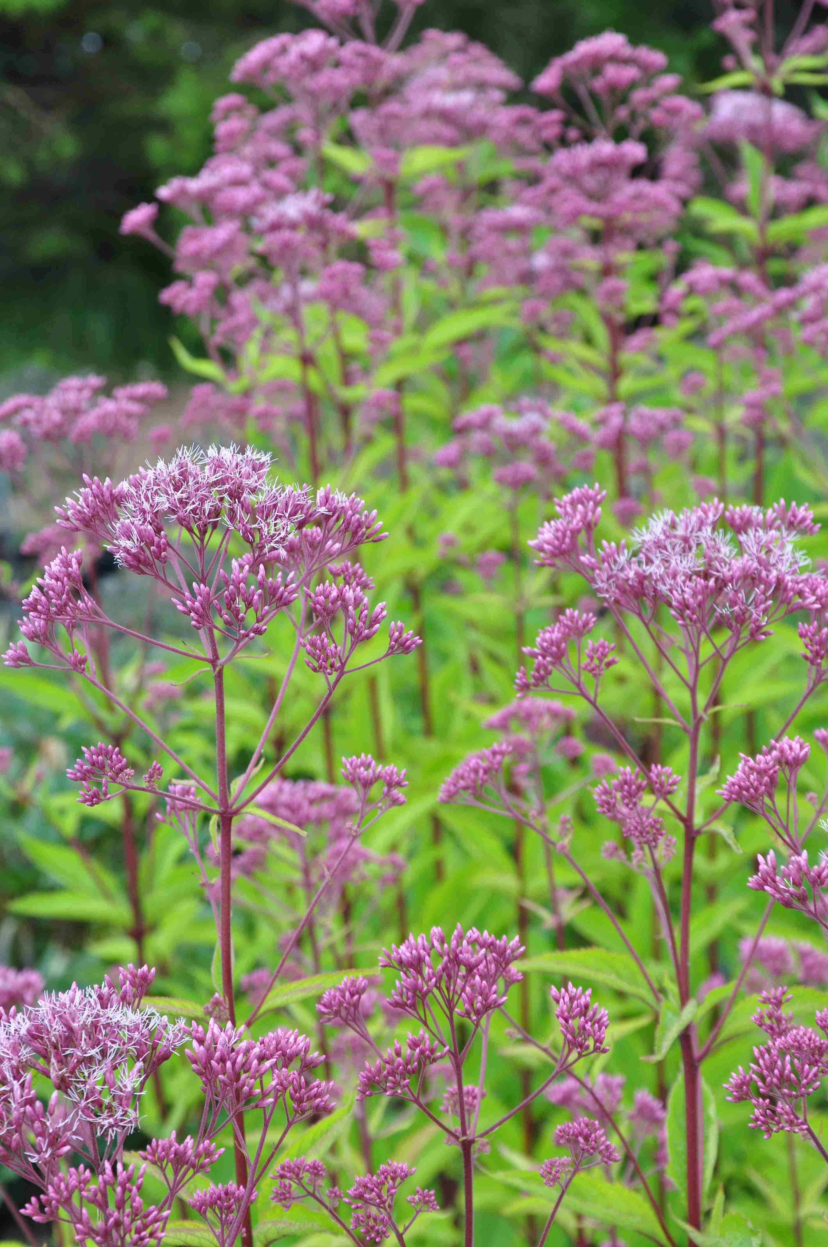 Eupatorium maculatum ’Atropurpureum’ – Greenspire Trädgårdskonsult