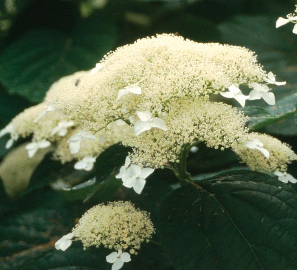 Hydrangea arborescens ’White dome’ – Greenspire Trädgårdskonsult