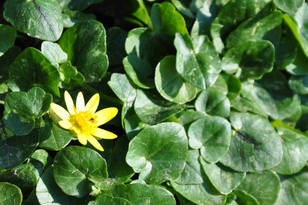 Naturens gula vårblommor – Greenspire Trädgårdskonsult