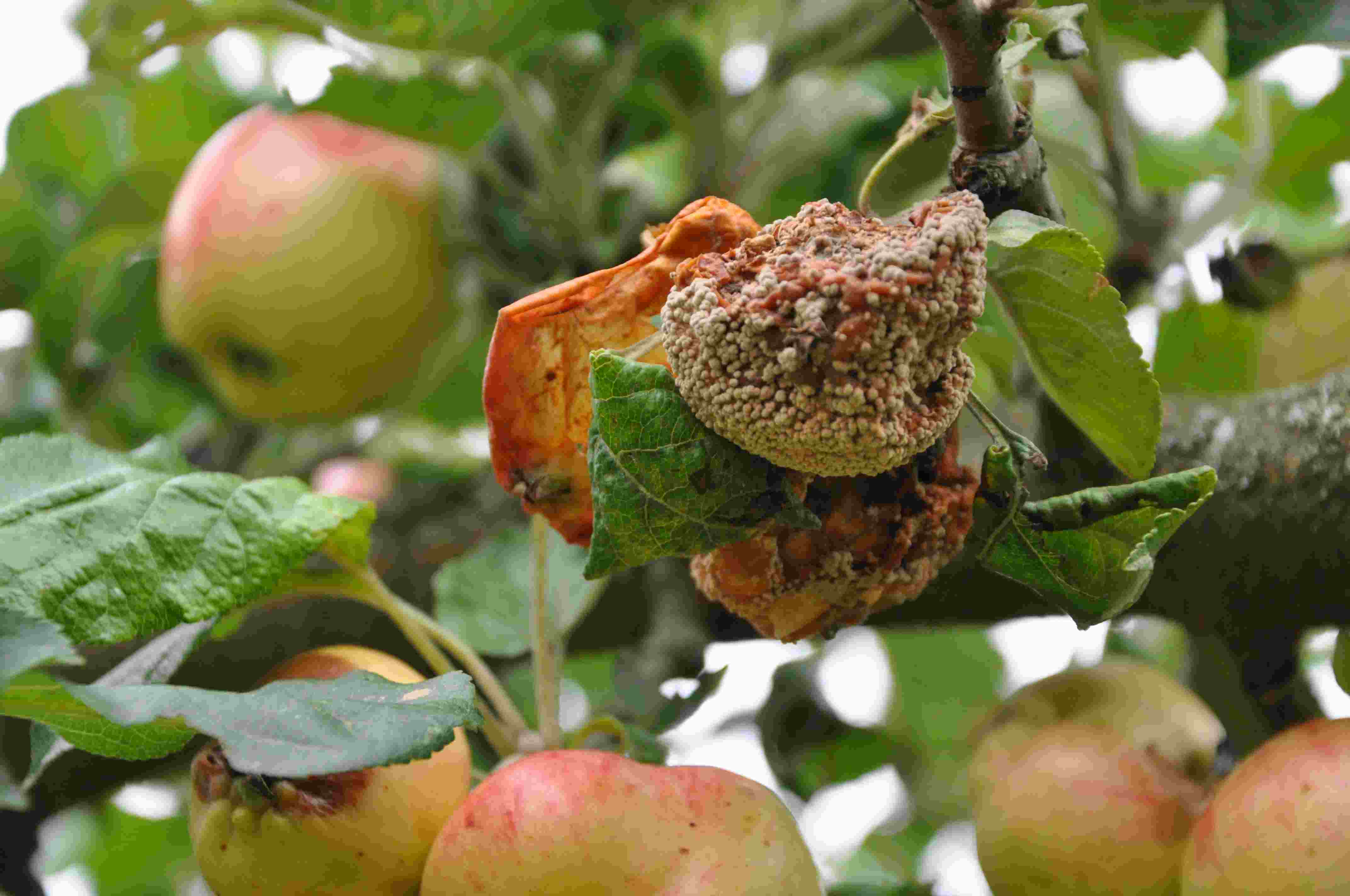 Monilia är en tråkig svampsjukdom på äpple och päron – Greenspire ...