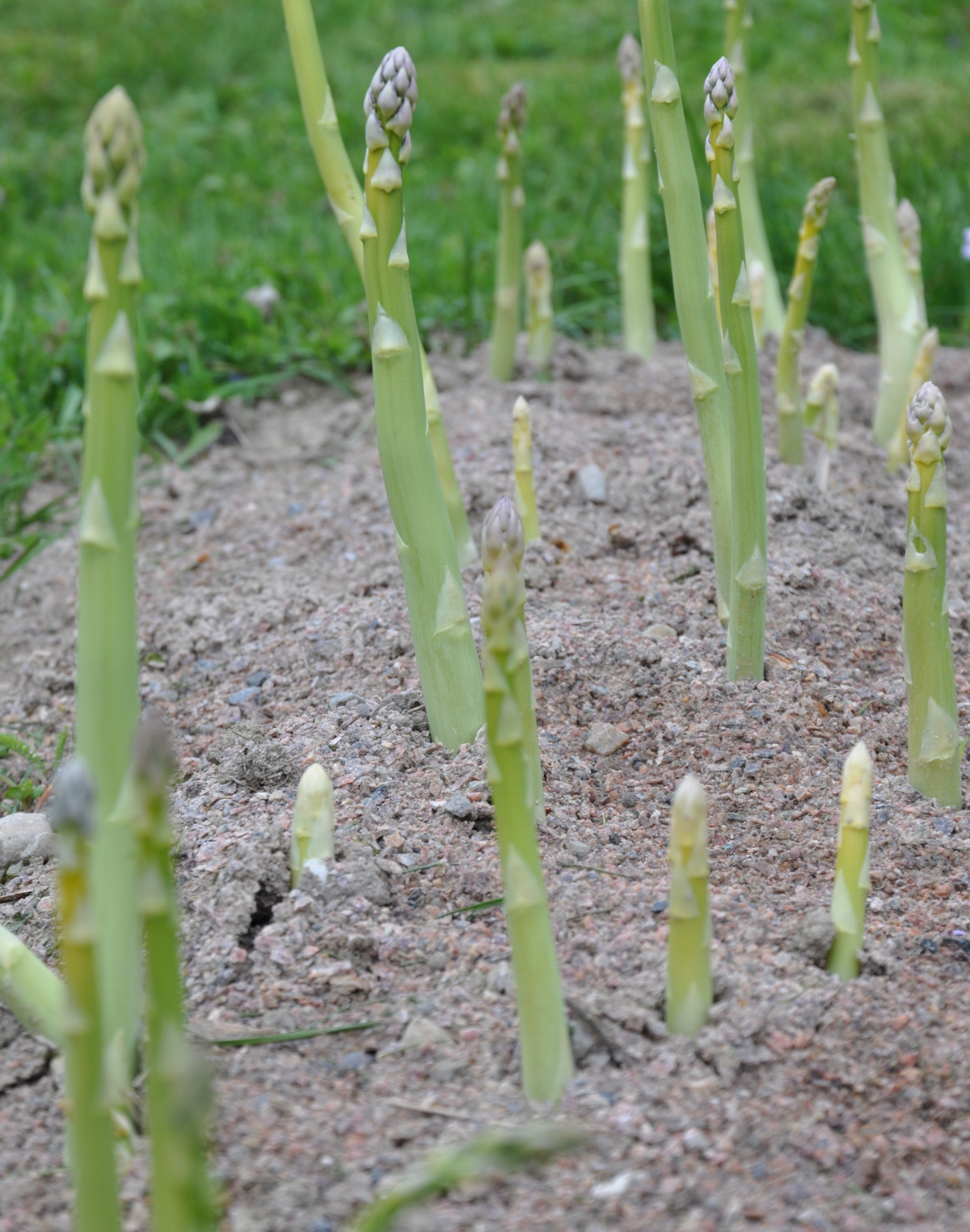 Sparris är färskvara – Greenspire Trädgårdskonsult